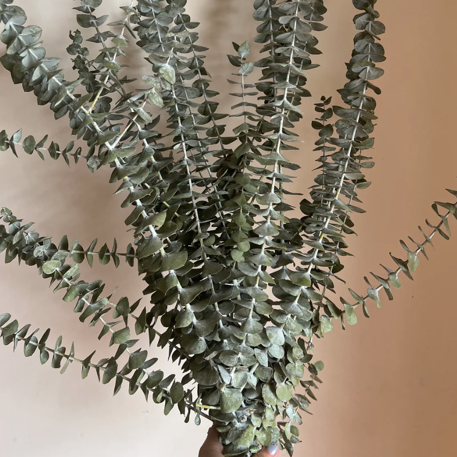 Get Creative with our wide range of Dried Flower Stems – Peach and ...