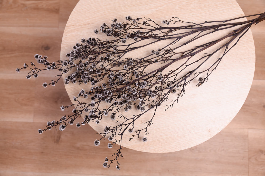 Stirlingia I Best Quality in Australia – Peach and Petals Dried Flowers